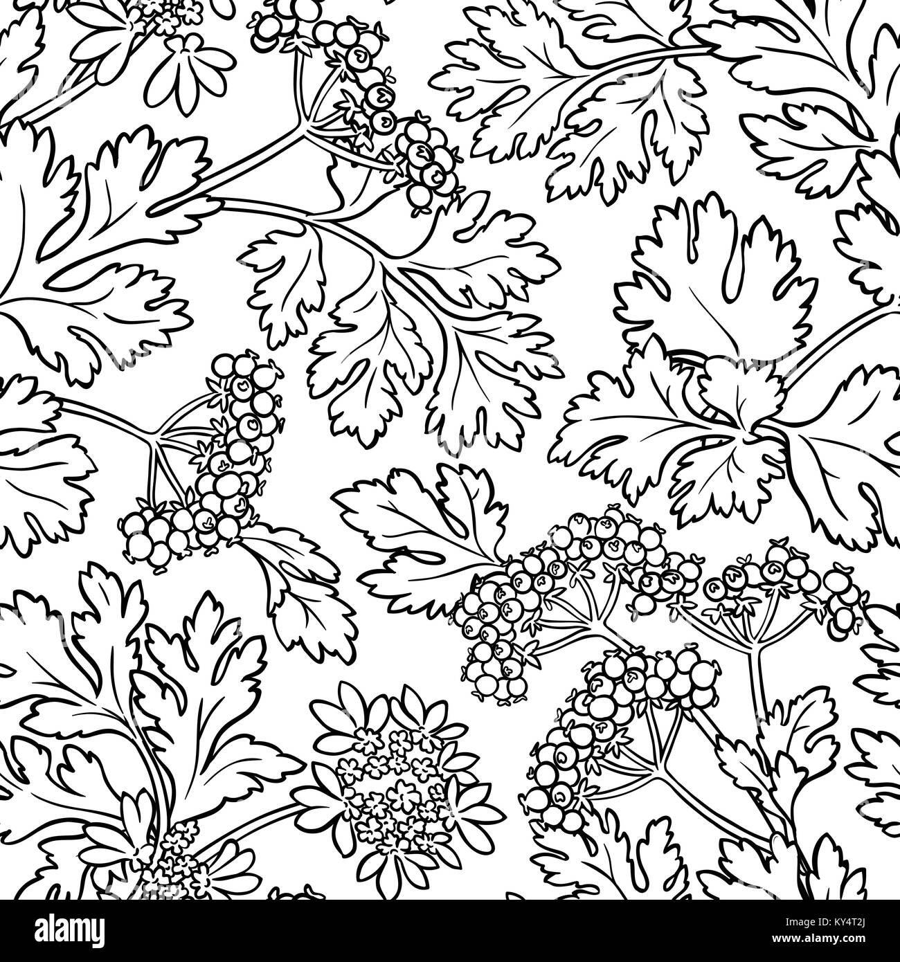 Coriander leaf Black and White Stock Photos & Images - Alamy