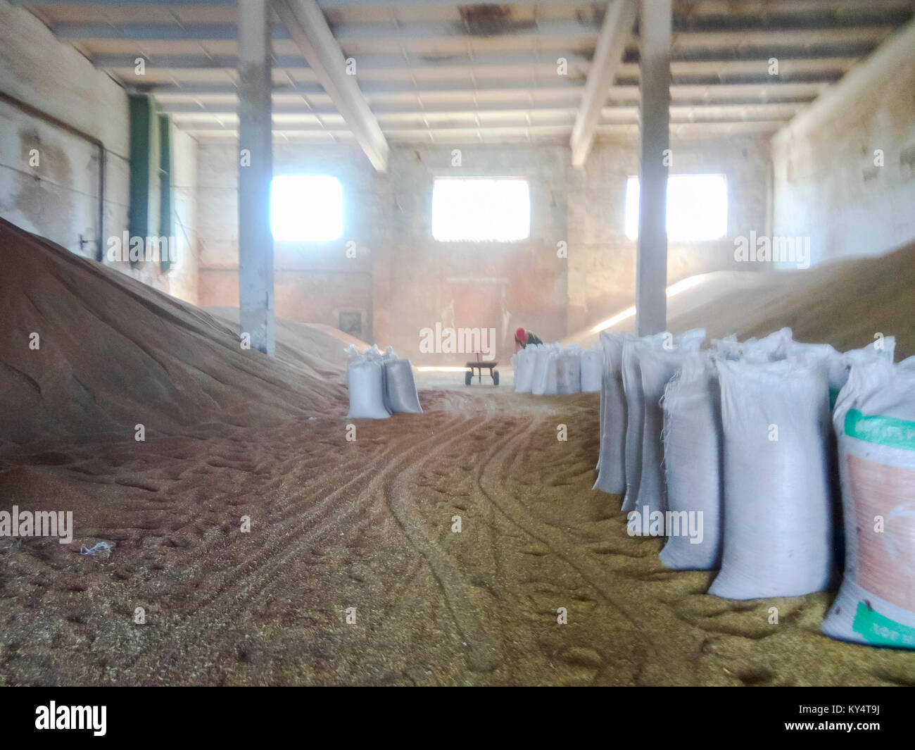 Heap of grains of barley and wheat in stock. Storage of grain crop ...