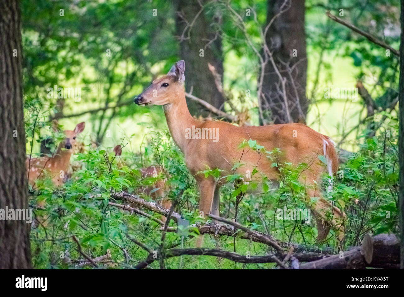 Whitetail buck doe rut hi-res stock photography and images - Alamy