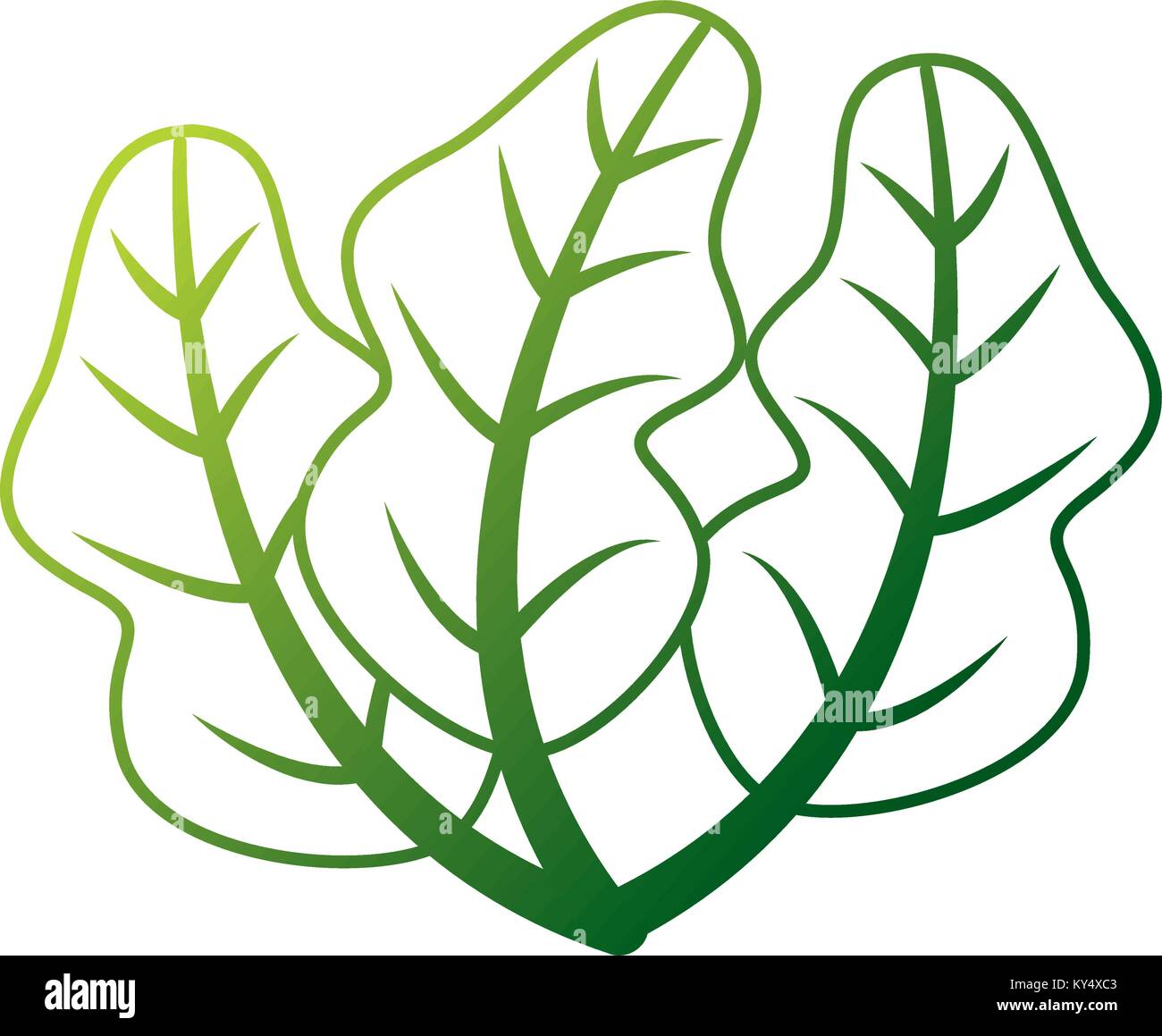 spinach food healthy fresh image vector illustration Stock Vector Image ...