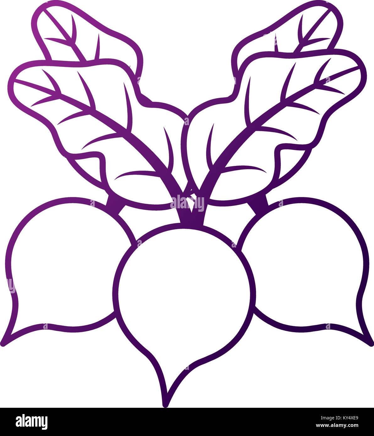 three beet vegetable healthy food vector illustration Stock Vector ...