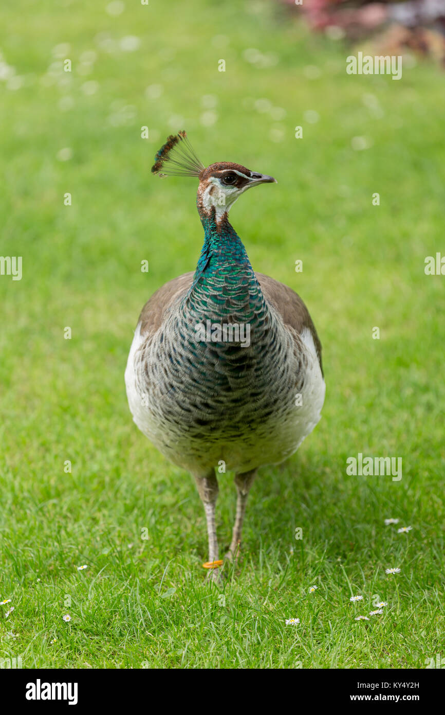 Peahen bird hi-res stock photography and images - Alamy