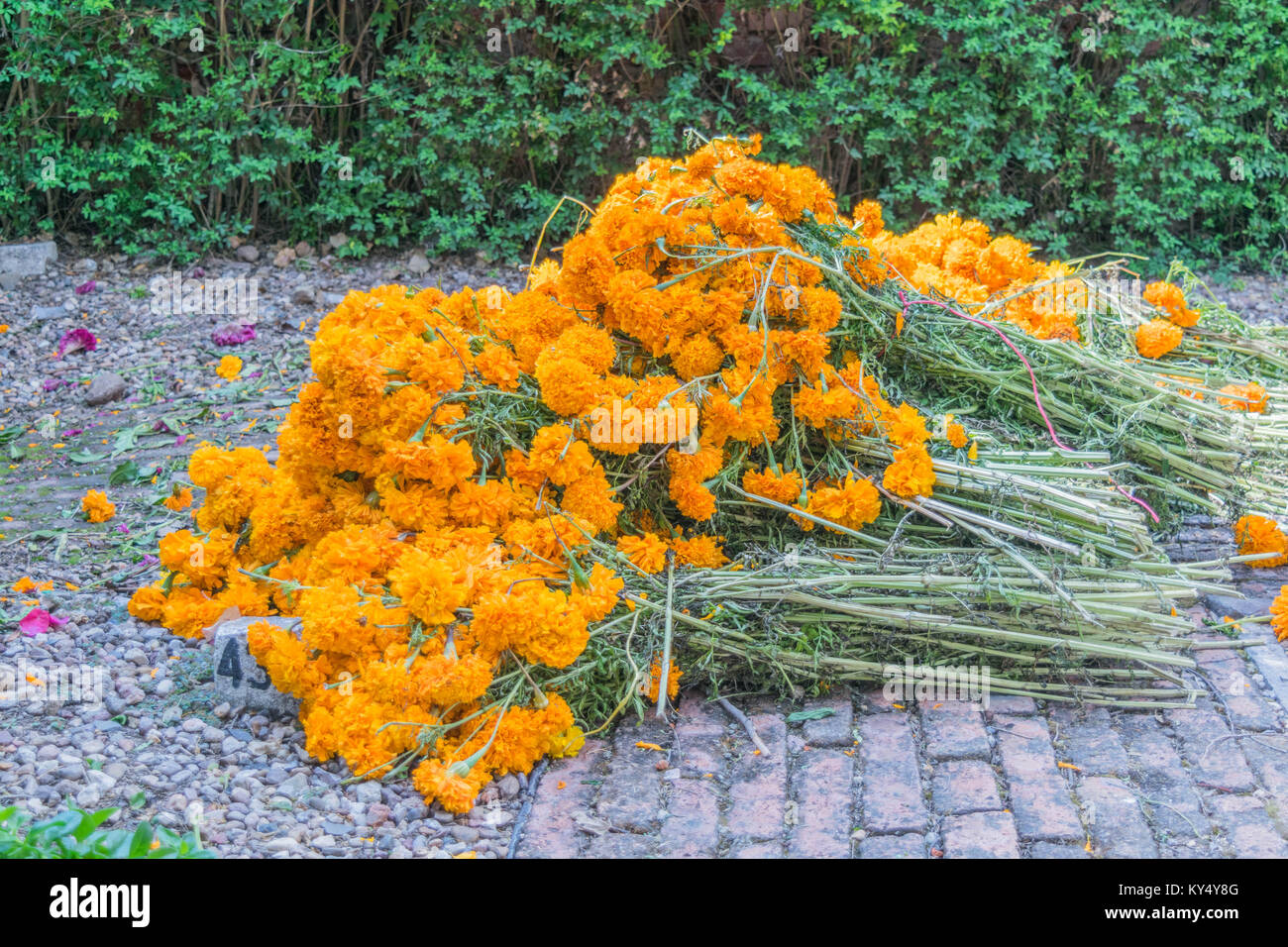 A pile of orange marigolds with stems on, piled high on a stone ground ...