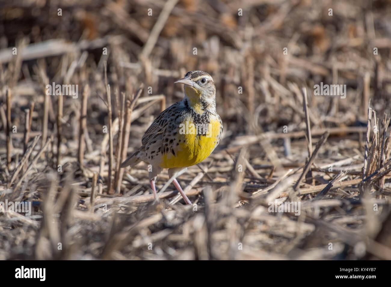 Western Meadowlark, (Sturnella neglecta), Bosque del Apache National ...