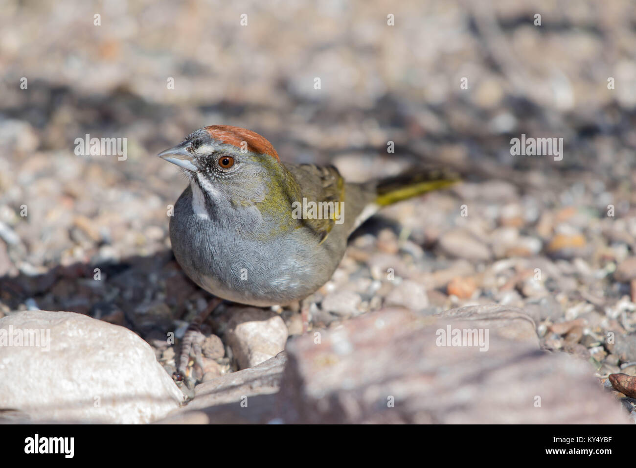 Green-tailed Towhee, (Pipilo chlorurus), Bosque del Apache National ...