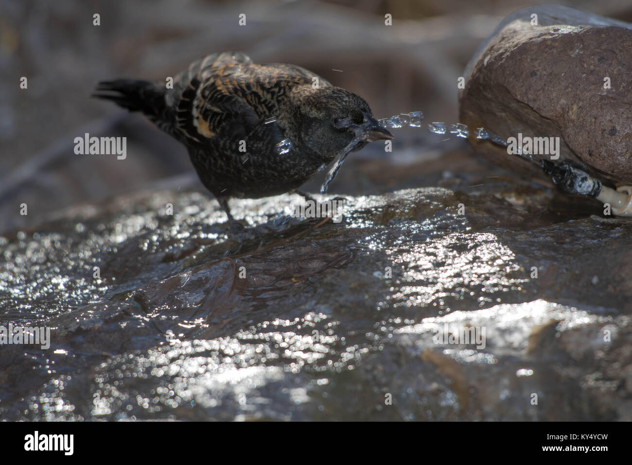 Immature red winged blackbird hi-res stock photography and images - Alamy