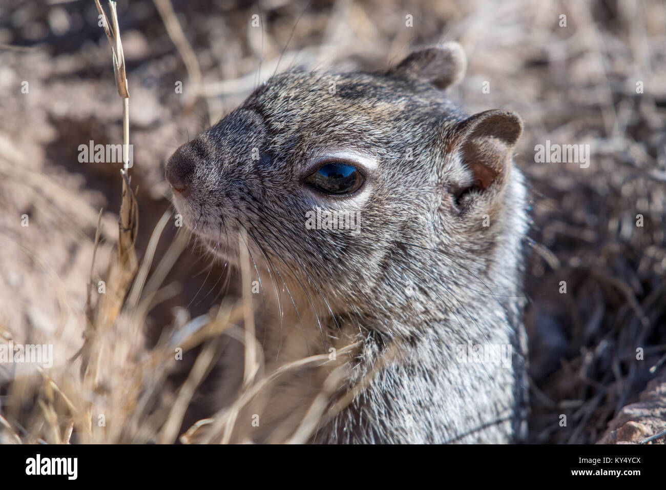 Rock Squirrel, (Ostospermophilus variegatus), Bosque del Apache ...