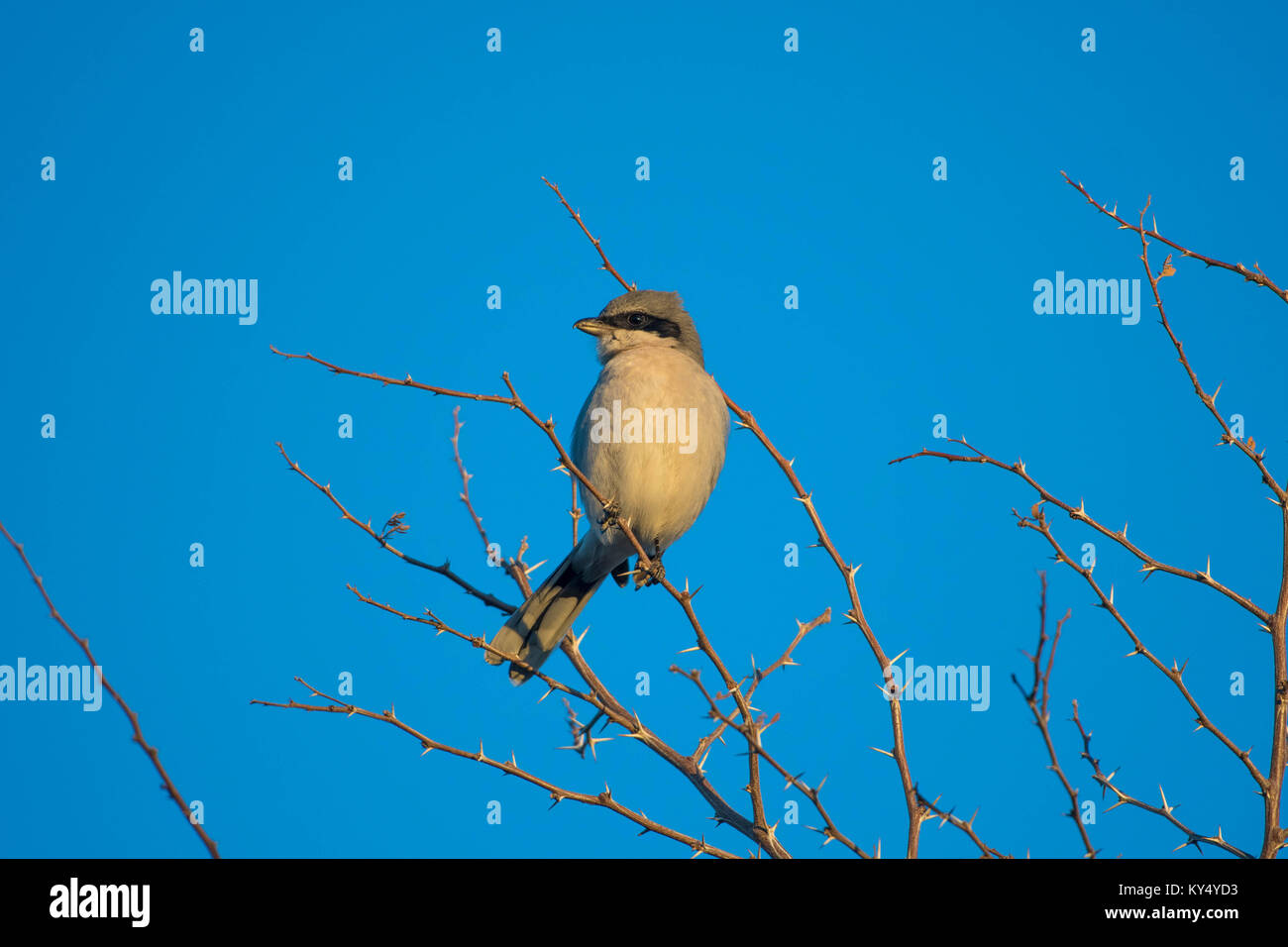 Loggerhead shrike lanius ludovicianus hi-res stock photography and ...