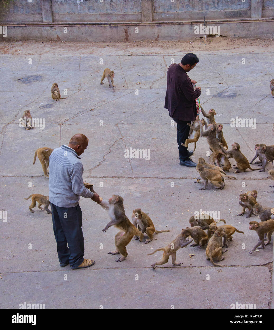 Monkey feeding at Galtaji Monkey Temple, Jaipur, India Stock Photo - Alamy