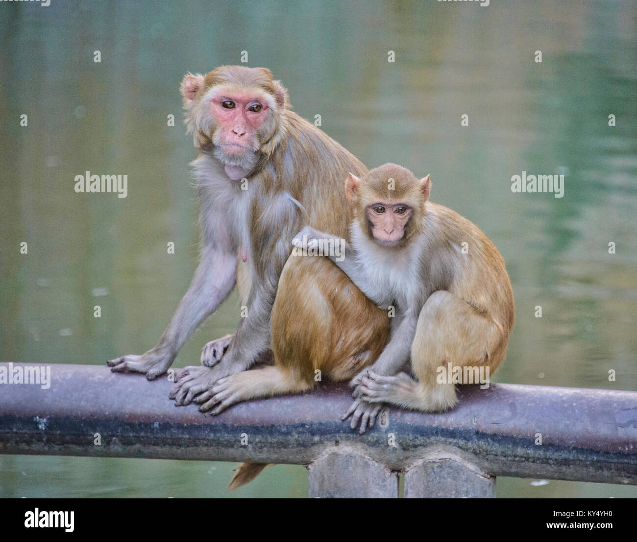 Khole ke hanuman ji temple hi-res stock photography and images - Alamy