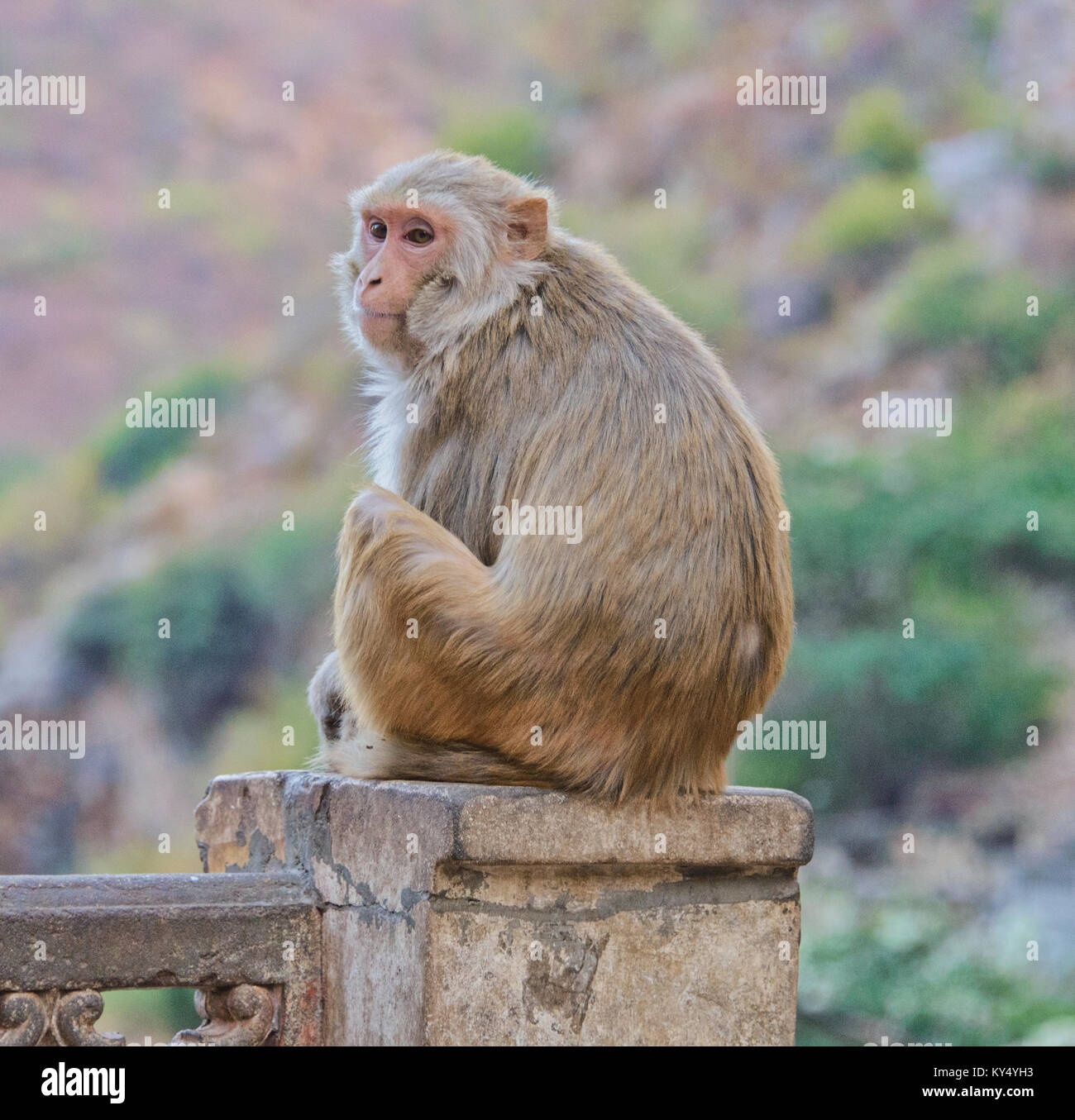 Monkeys at Galtaji Monkey Temple, Jaipur, India Stock Photo - Alamy