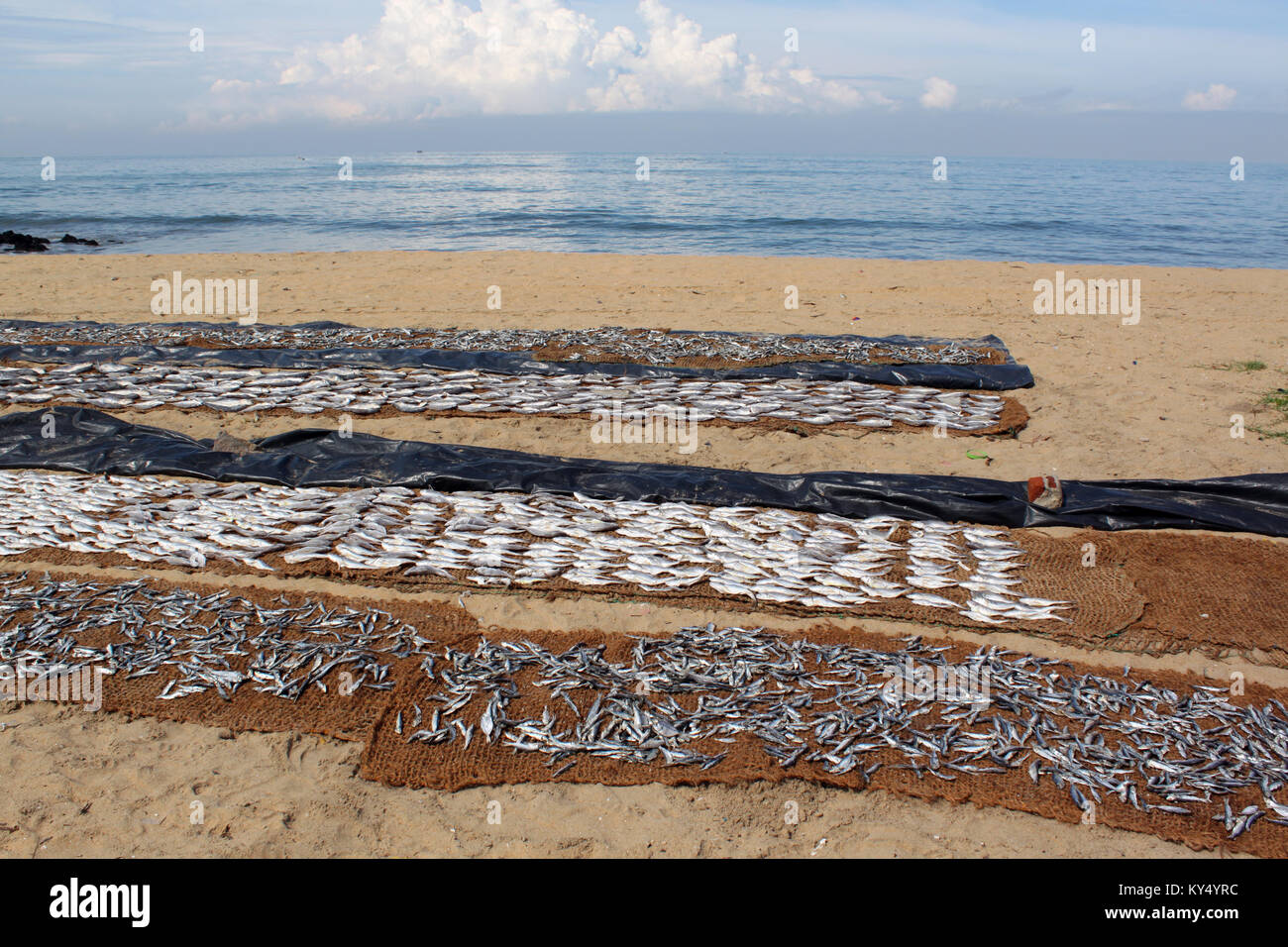 Dry fish on the beach in Negombo, Sri Lanka Stock Photo - Alamy