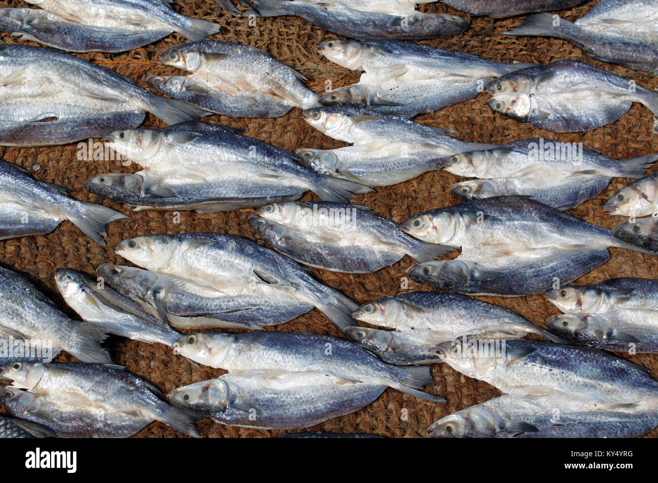 Dead fish on dry cracked hi-res stock photography and images - Alamy