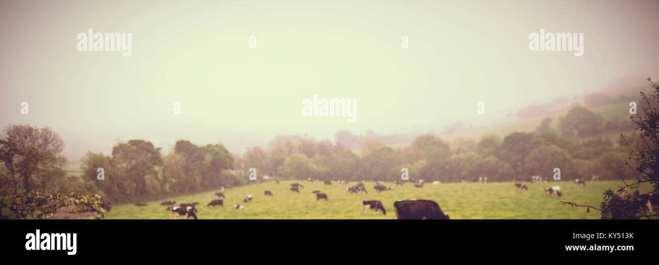 Cow in the nature Stock Photo - Alamy