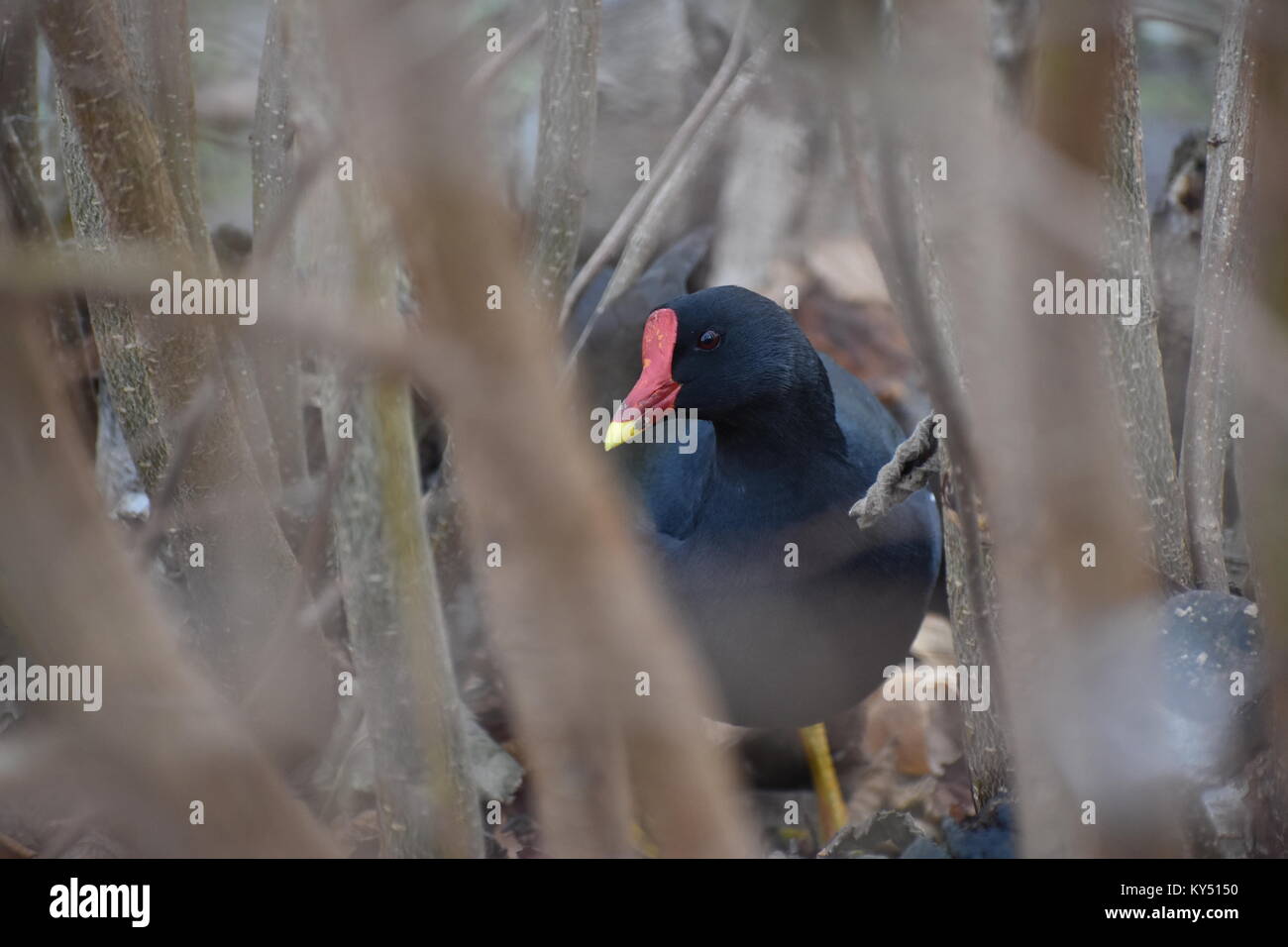 moorhen peeping through branches Stock Photo - Alamy