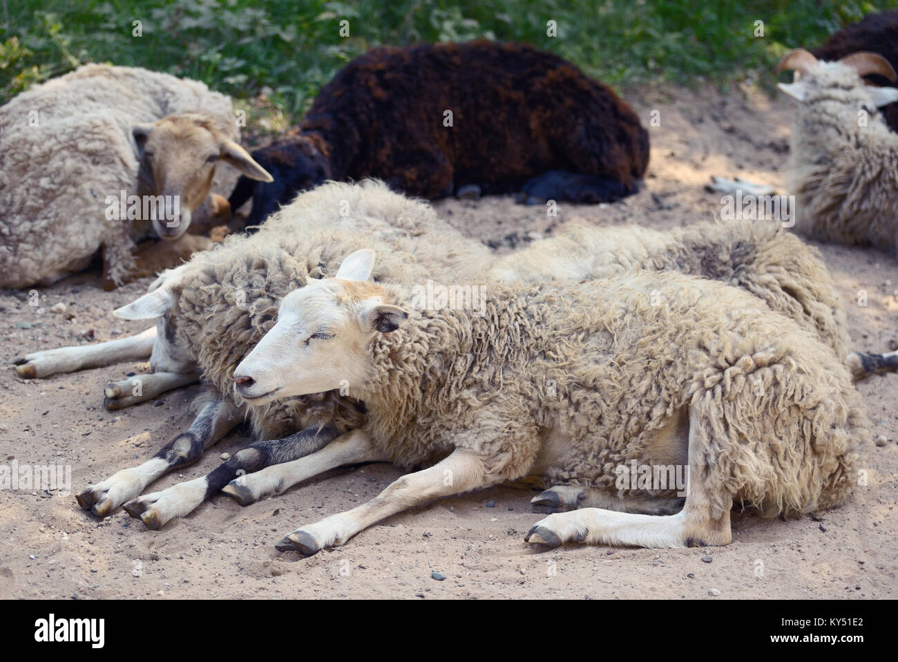 Sleep sheep on farm hi-res stock photography and images - Alamy