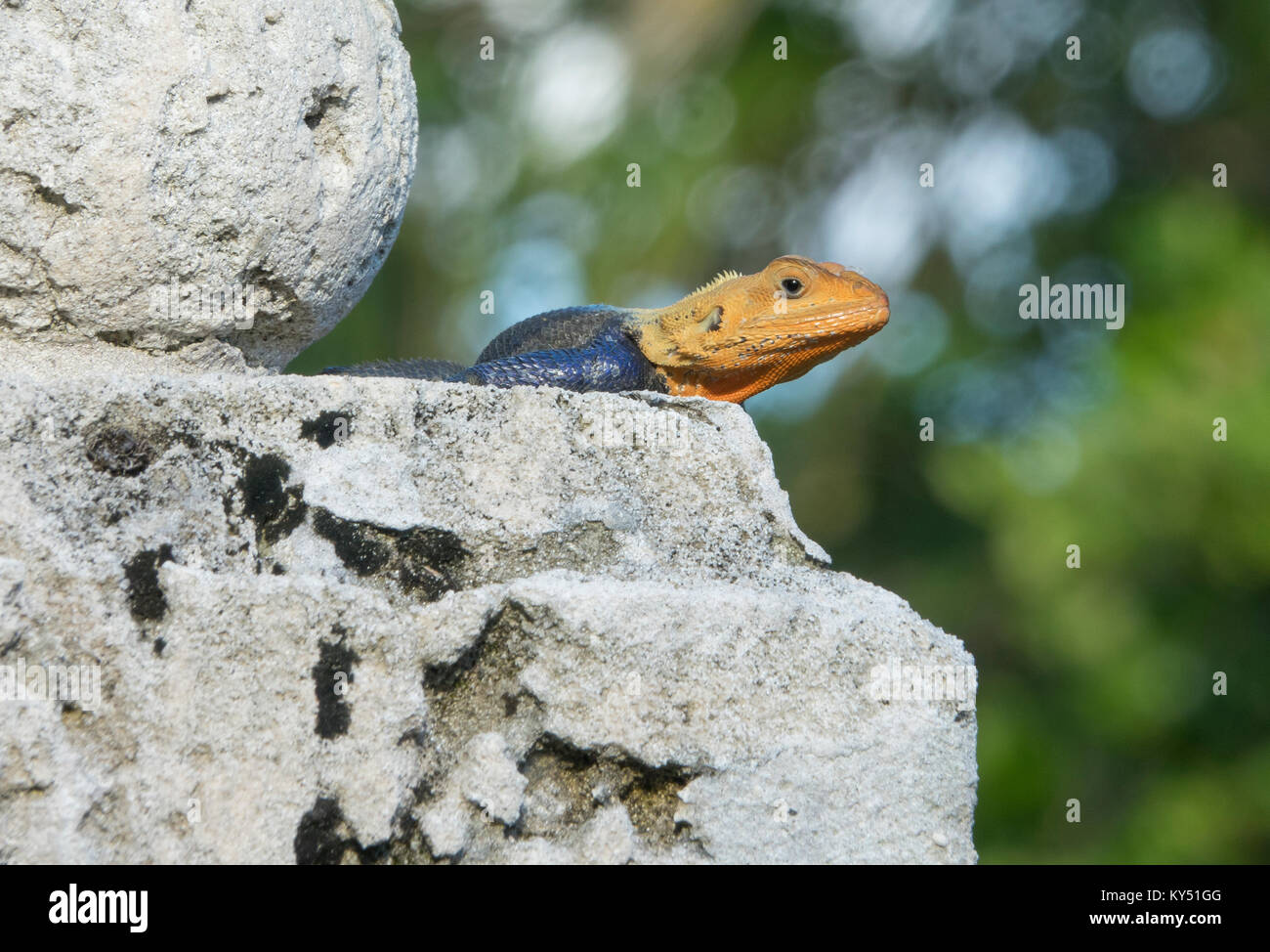 African Rainbow Lizard or African Red-headed Agama africana Stock Photo ...