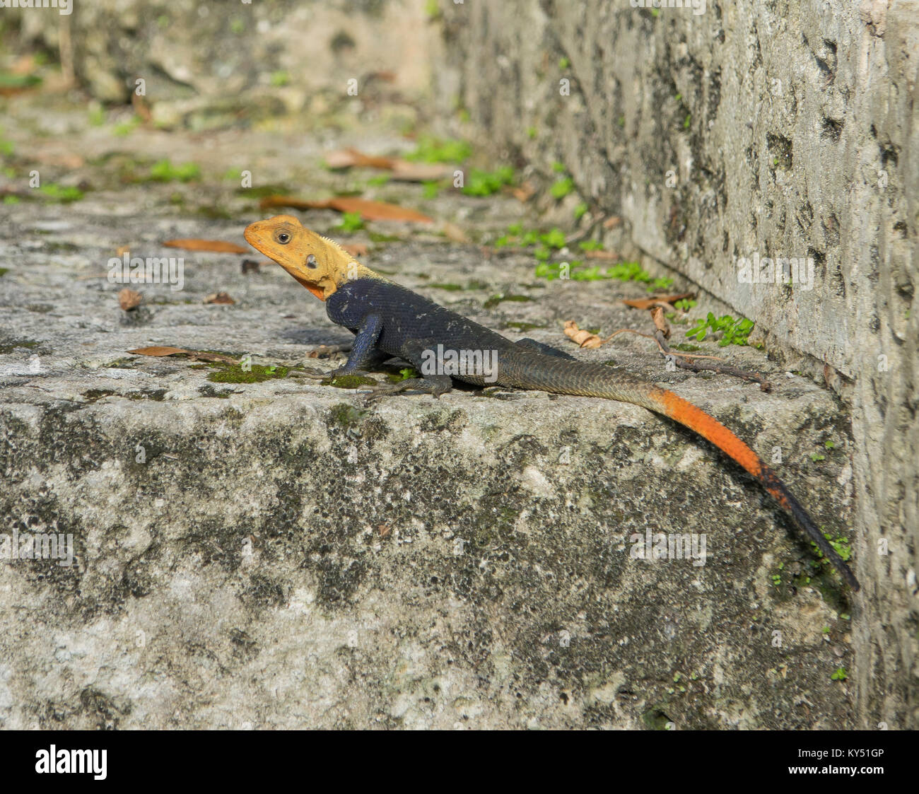 African Rainbow Lizard or African Red-headed Agama africana Stock Photo ...