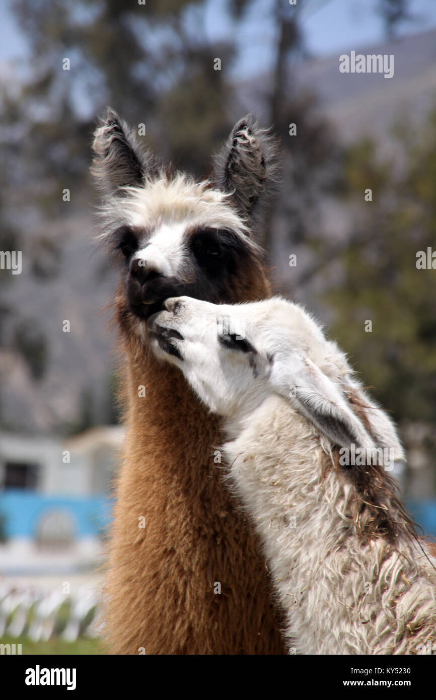 Kiss of two llamas white and brown Stock Photo - Alamy