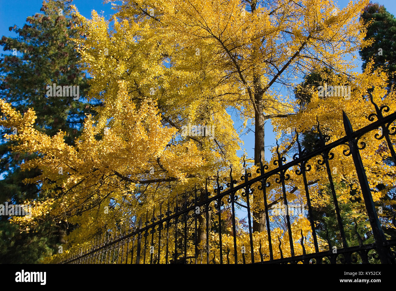 Yellow gingko tree in in autumn, Zagreb Botanical Garden Stock Photo ...