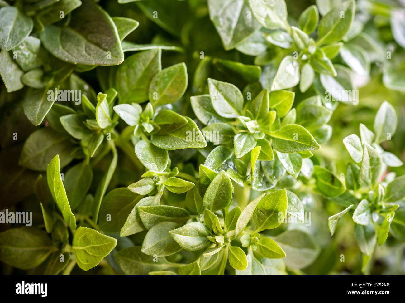 Fresh basil close up hi-res stock photography and images - Alamy