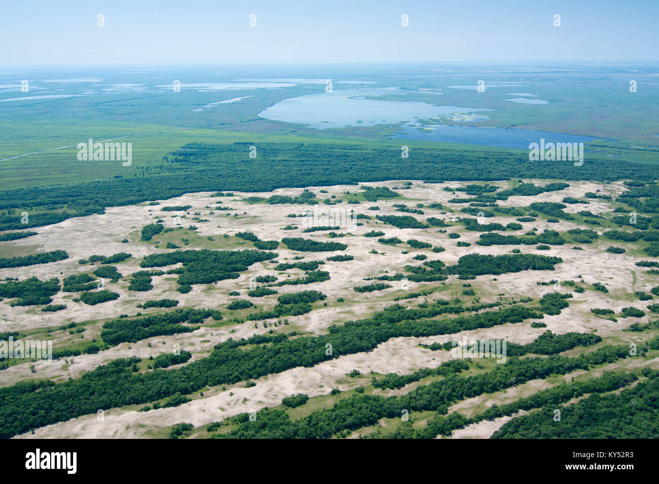 Aerial View Over Letea Forest in the Danube Delta, Romania, the forest ...