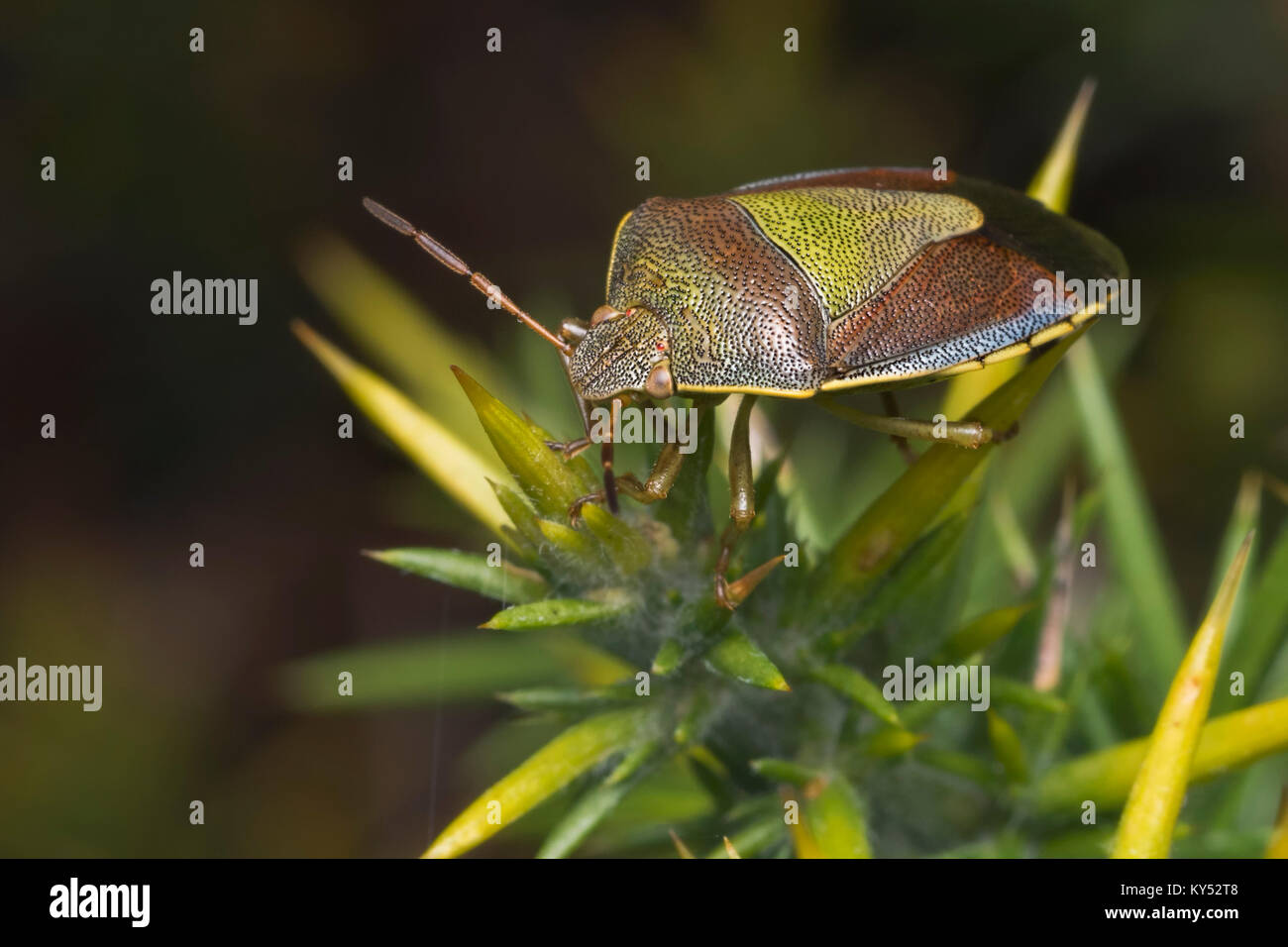 Gorse Shieldbug (Piezodorus lituratus) perched on the top of a gorse bush. Clogheen, Tipperary ...