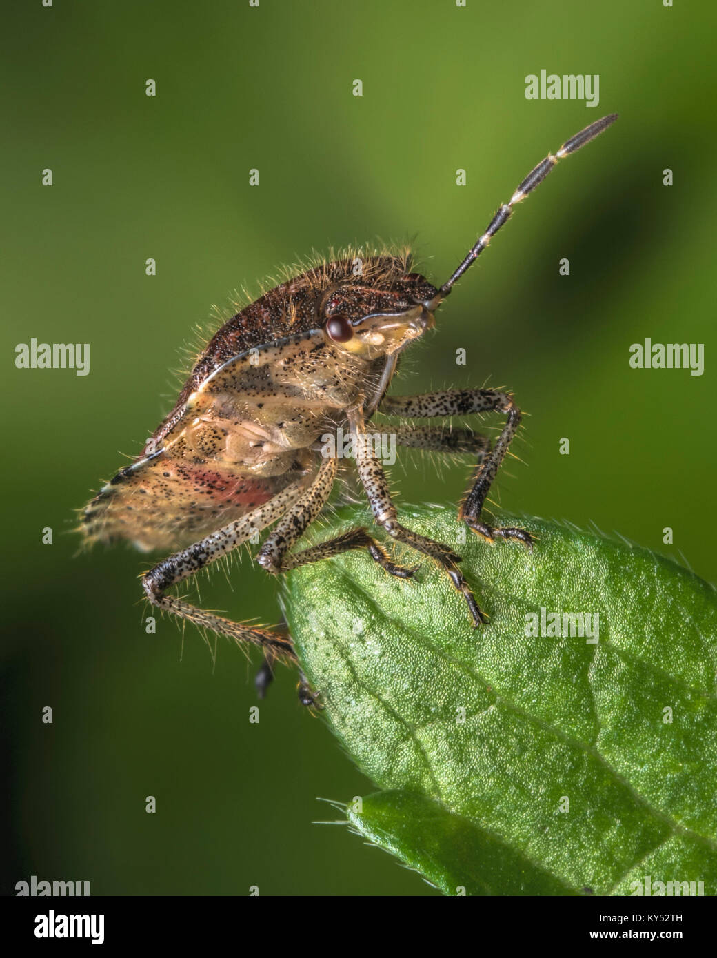 Hairy Shieldbug (Dolycoris baccarum) climbing to the top of a leaf ...