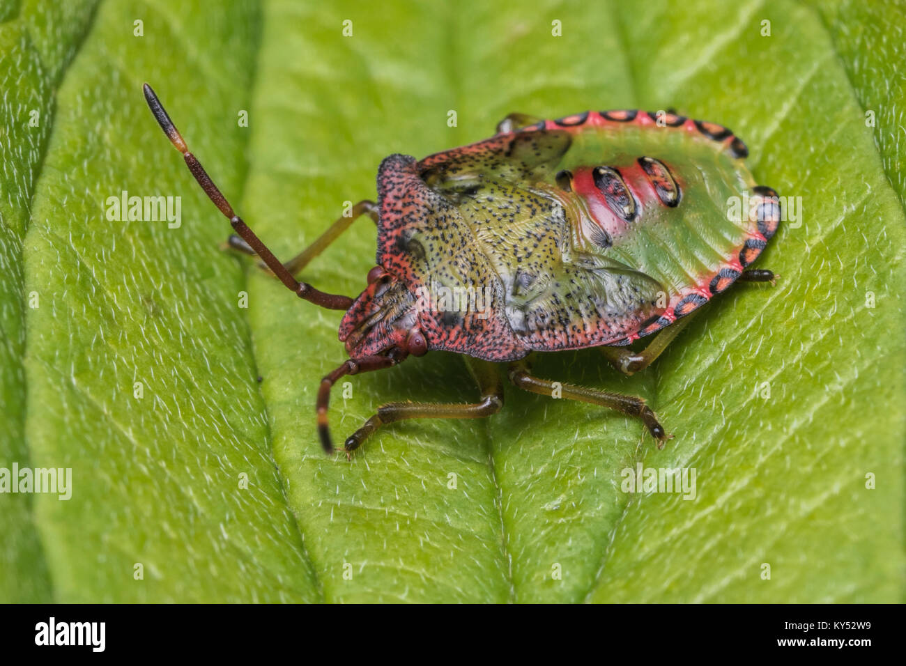 Shieldbugs hi-res stock photography and images - Alamy