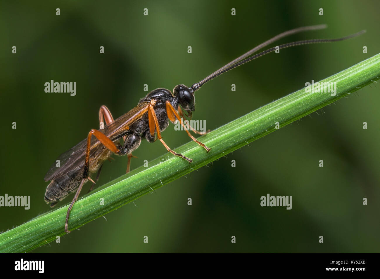 Ichneumonid Wasp perched on a grass stem. Cahir, Tipperary, Ireland ...