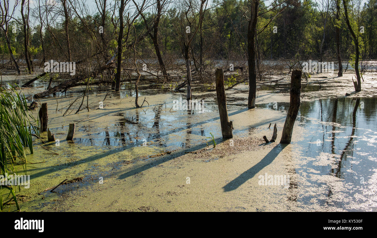 marshes and trees in the forest. Spring season. Rural landscape Stock ...