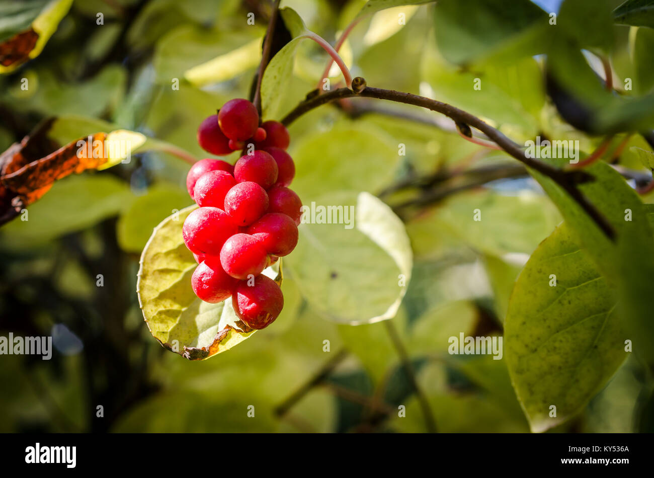 Chinese magnolia vine berries Stock Photo - Alamy