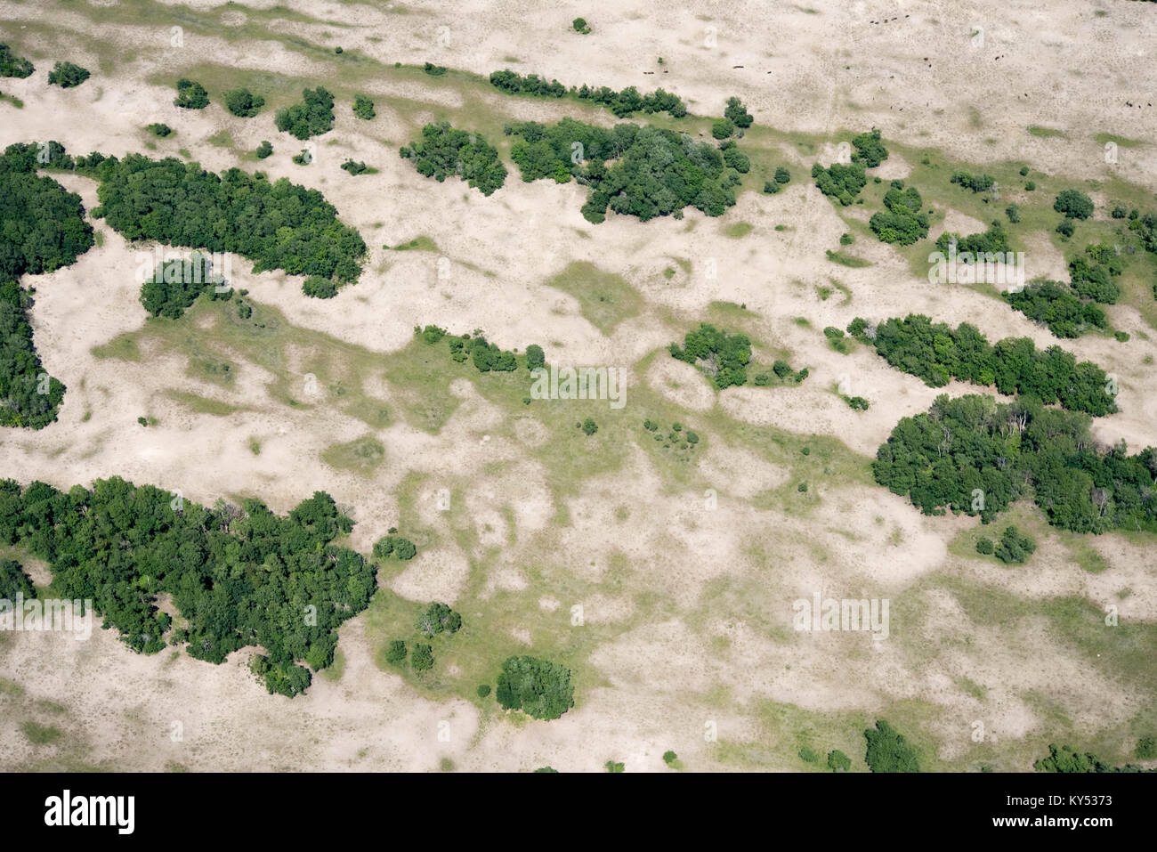 Aerial View Over Letea Forest in the Danube Delta, Romania, the forest ...