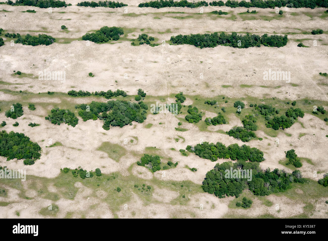 Aerial View Over Letea Forest in the Danube Delta, Romania, the forest ...