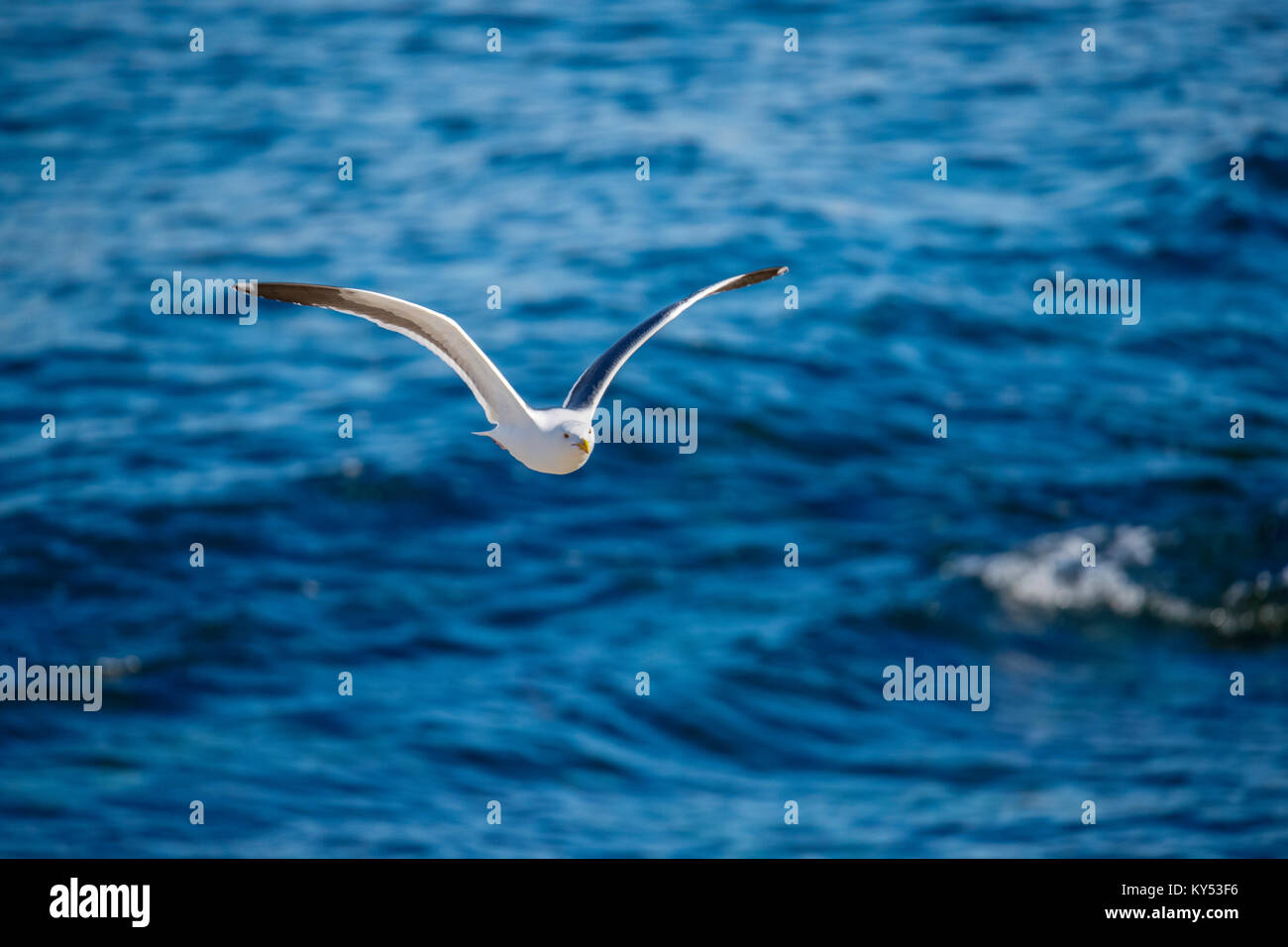 seagull in flight over pacific ocean off coast of california Stock ...
