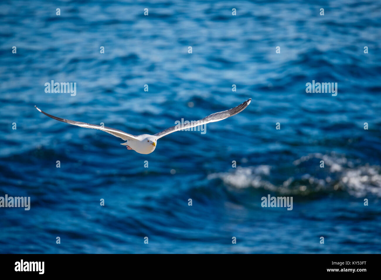 seagull in flight over pacific ocean off coast of california Stock ...