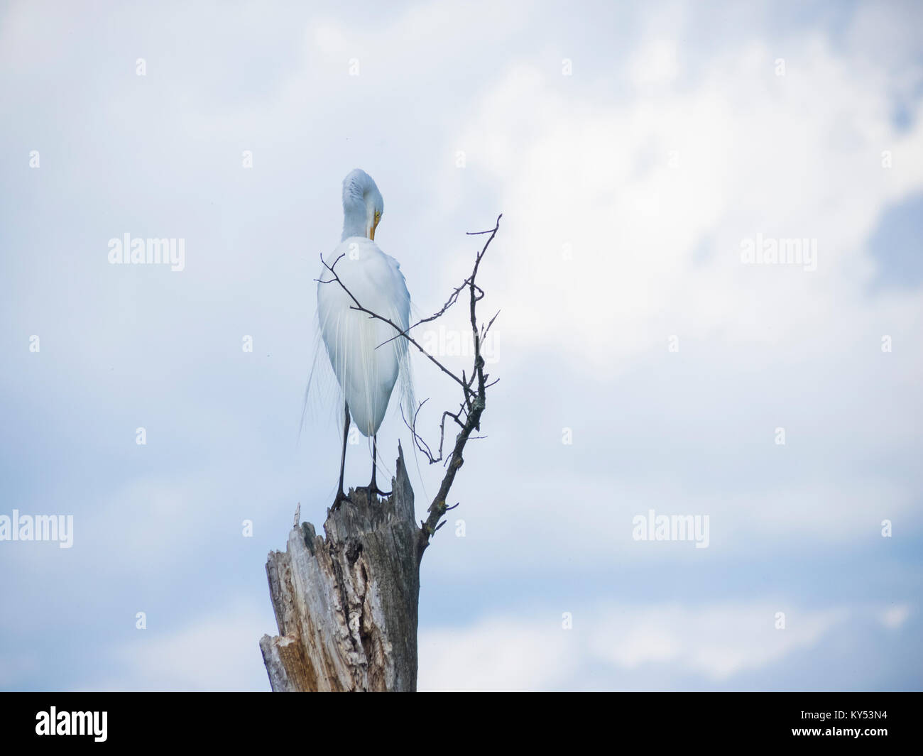 Wildlife in summer Stock Photo - Alamy