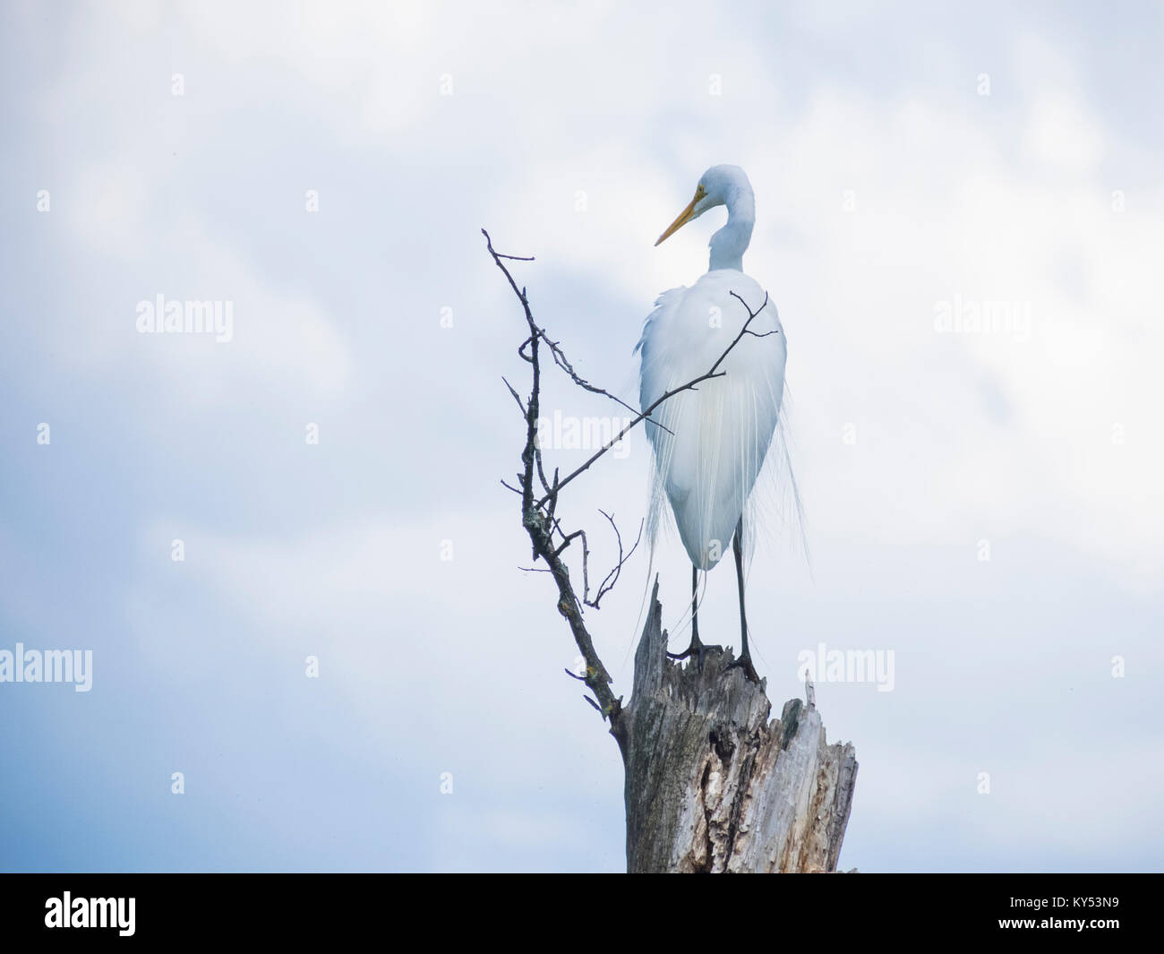 Wildlife in summer Stock Photo - Alamy