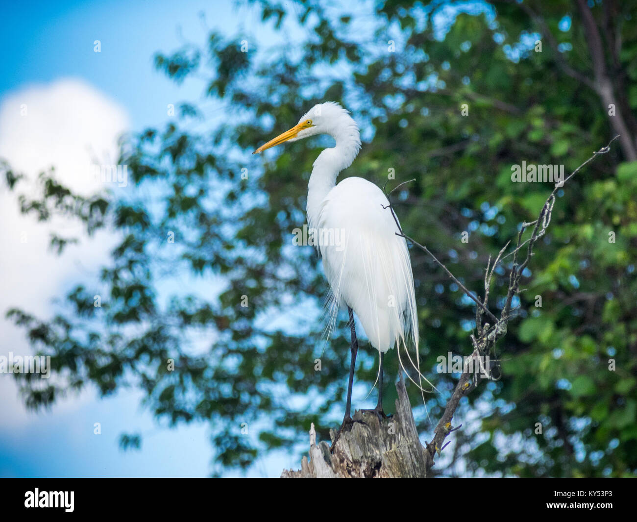Wildlife in summer Stock Photo - Alamy