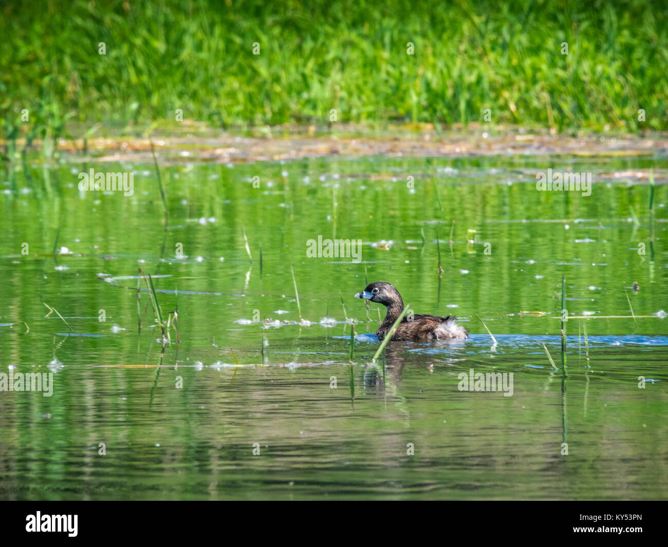Wildlife in summer Stock Photo - Alamy