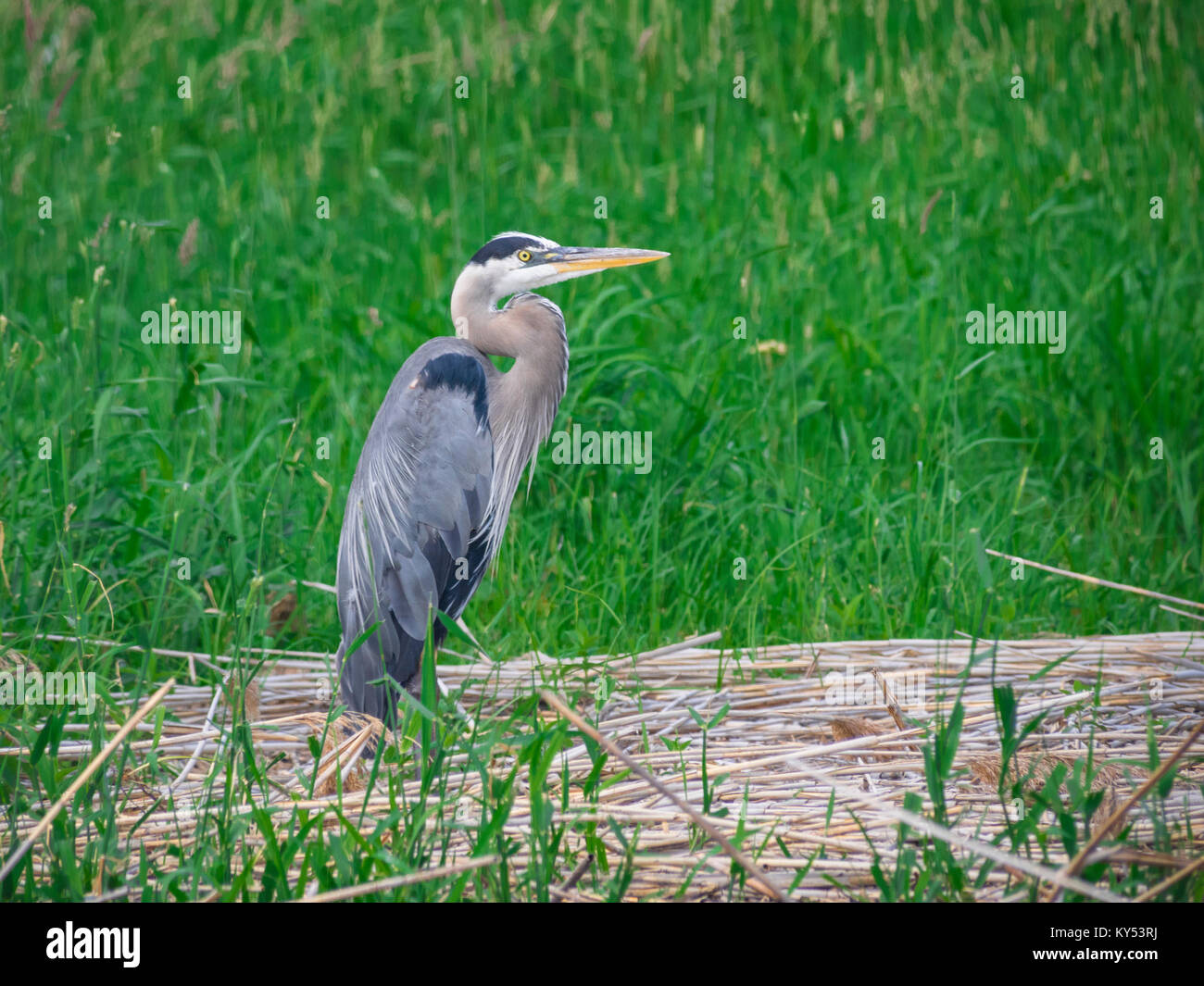 Wildlife in summer Stock Photo - Alamy