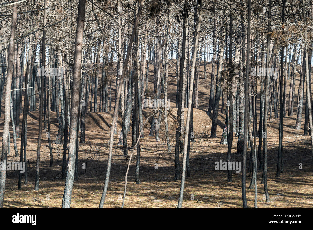 forest of blackened, fire damaged trees in a forest in the central ...