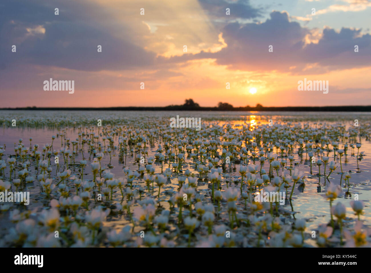 White water crow foot hi-res stock photography and images - Alamy