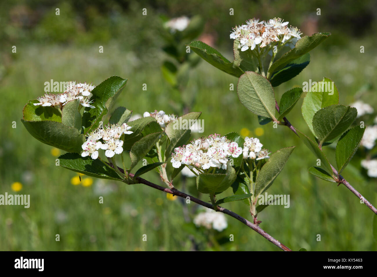 Flowering branch of black mountain ash Stock Photo - Alamy