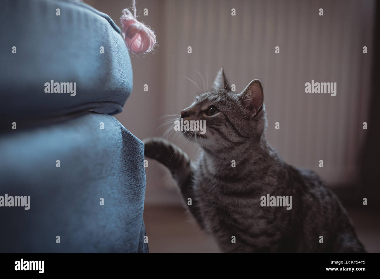 Curious pet cat looking at the ball of wool Stock Photo - Alamy