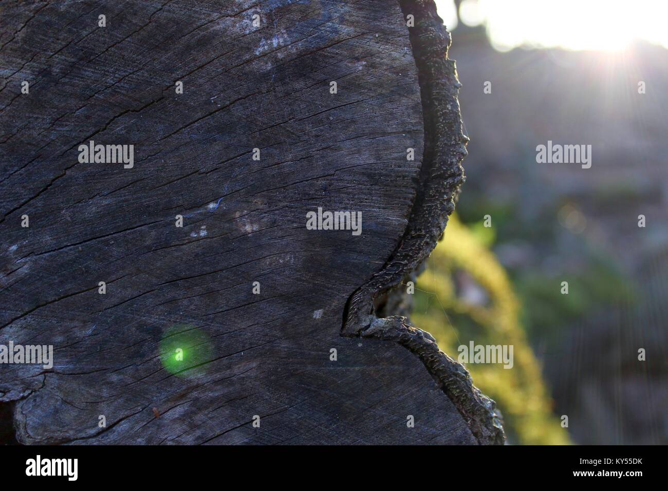 Tree lens flare hi-res stock photography and images - Alamy