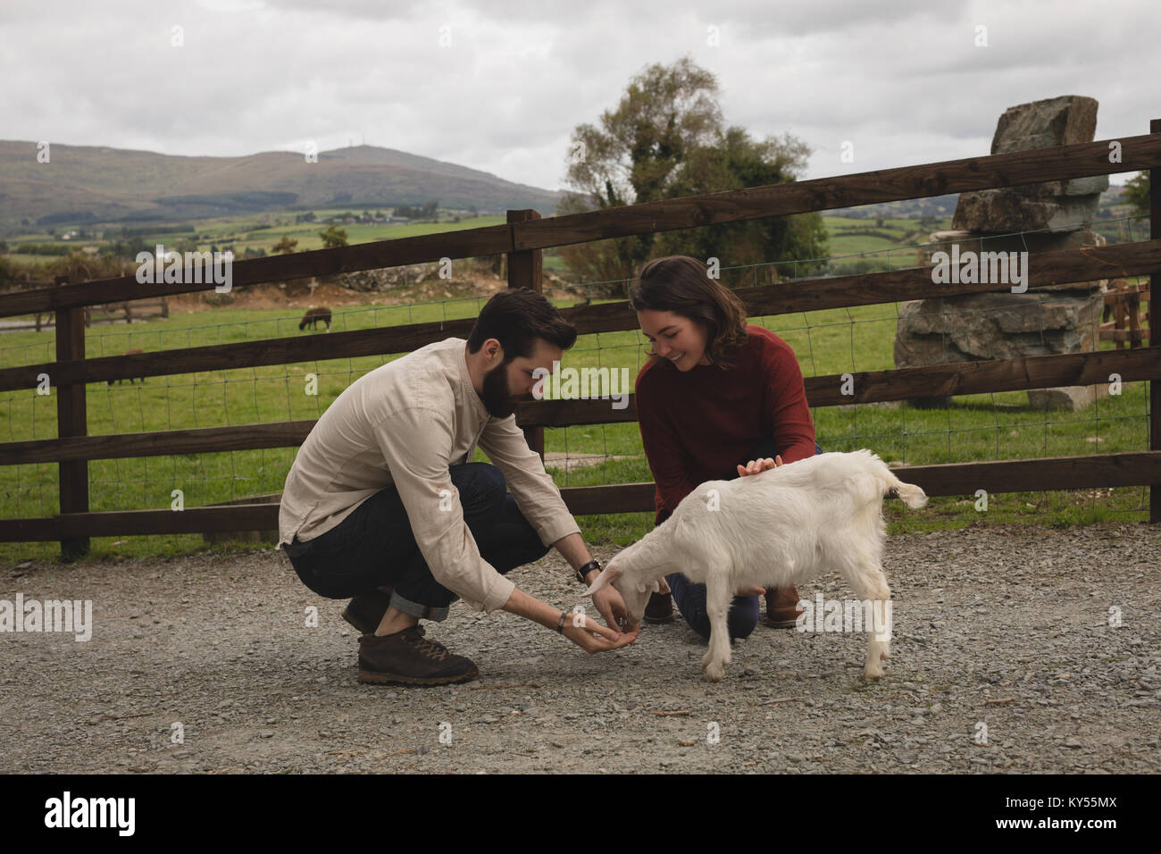 Couple feeding goat Stock Photo - Alamy
