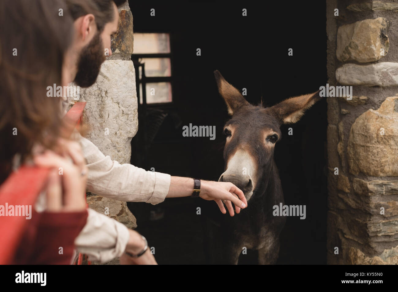 Donkey couple hi-res stock photography and images - Alamy