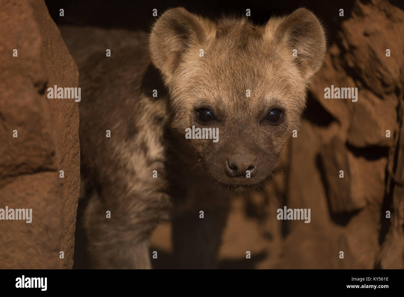 Baby hyena hi-res stock photography and images - Alamy