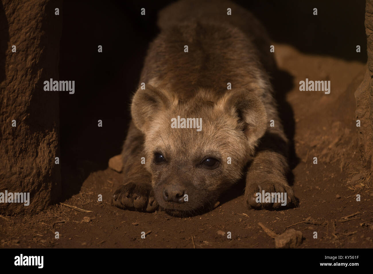 Baby hyena relaxing at safari park Stock Photo - Alamy